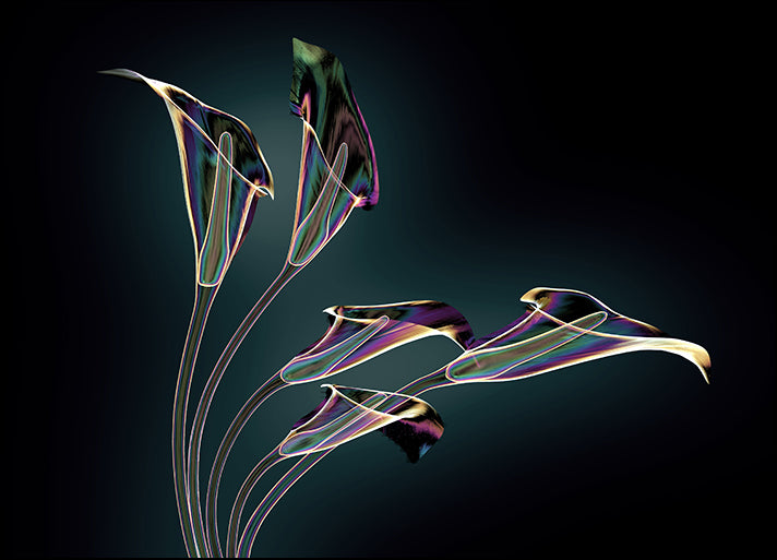 165500009 X-Ray Lilly I, available in multiple sizes — Chamton