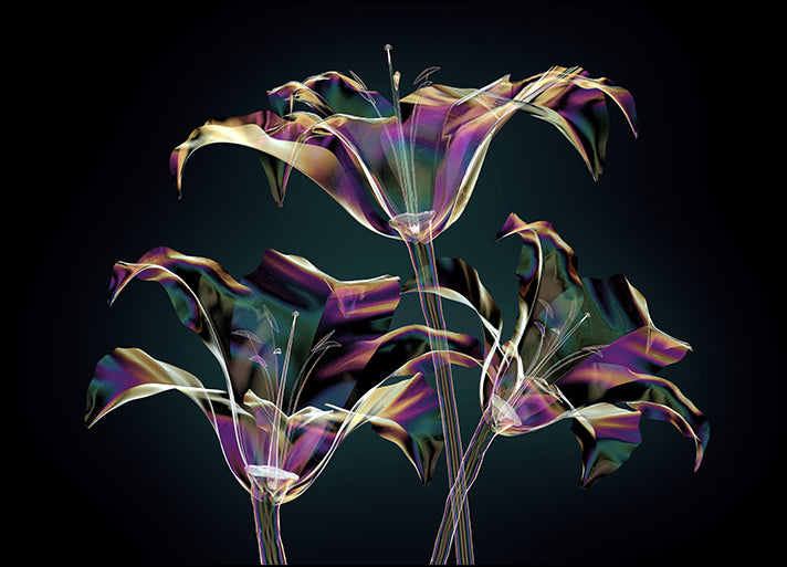 165500786 X-Ray Lilly III, available in multiple sizes — Chamton