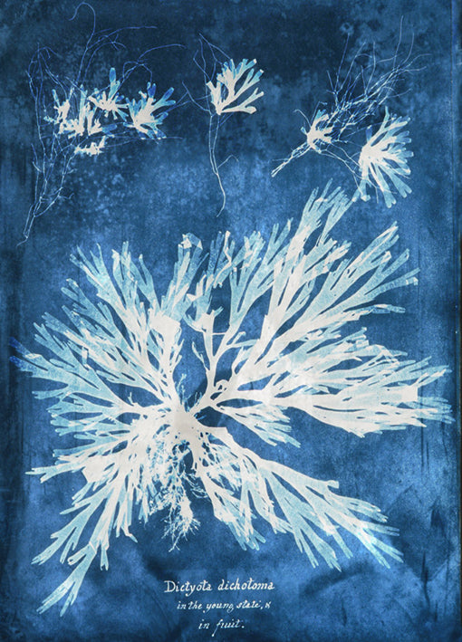 102181 Natural Forms Blue 3, by THE Studio, available in multiple size ...
