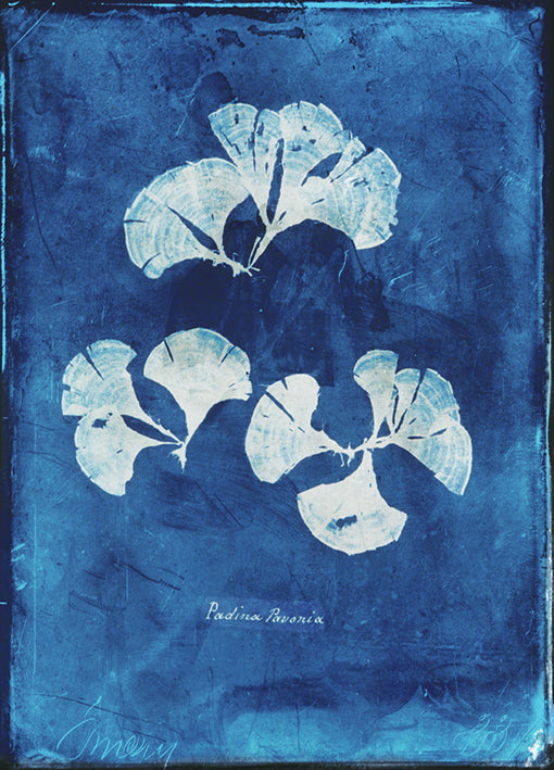 102182 Natural Forms Blue 4, by THE Studio, available in multiple size ...