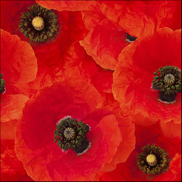 a40879489b Poppy Storm , available in multiple sizes — Chamton